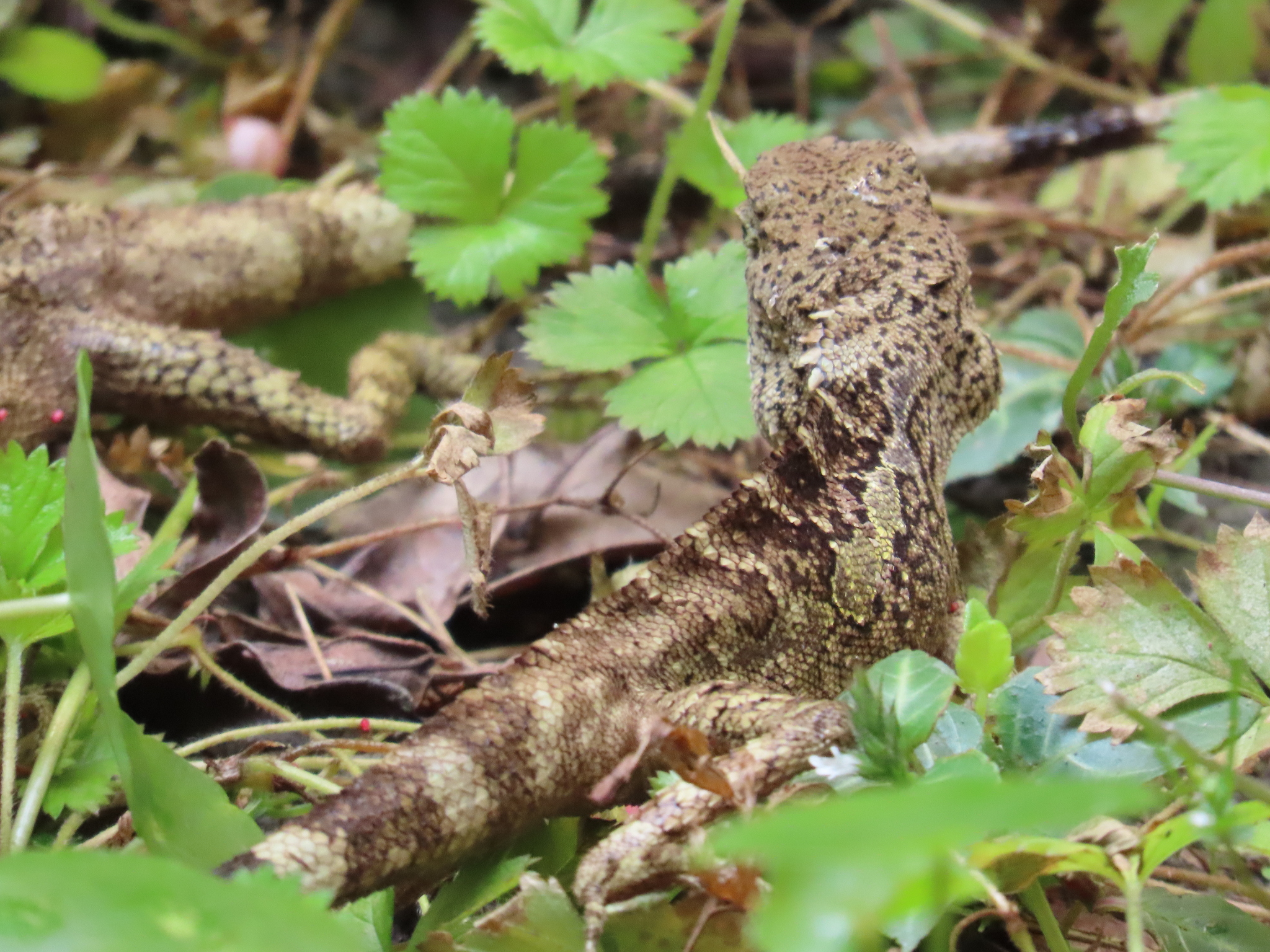 Diploderma swinhonis (Günther, 1864)