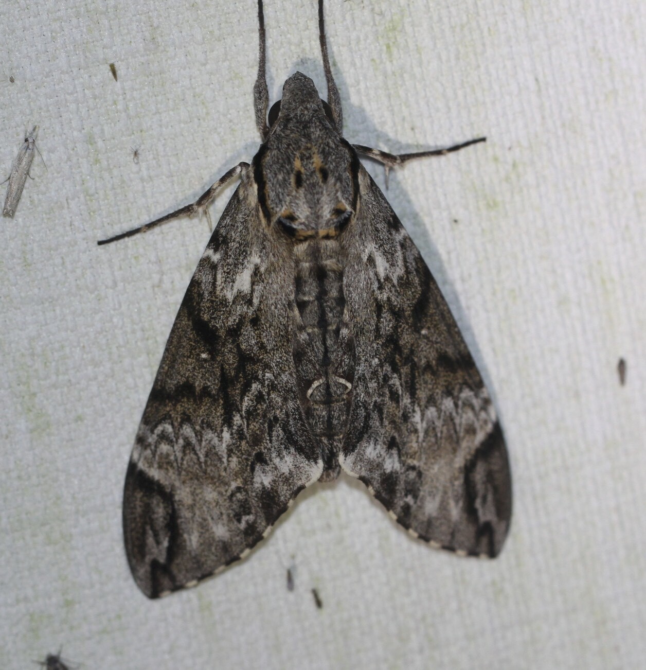 Psilogramma menephron Cramer, 1780