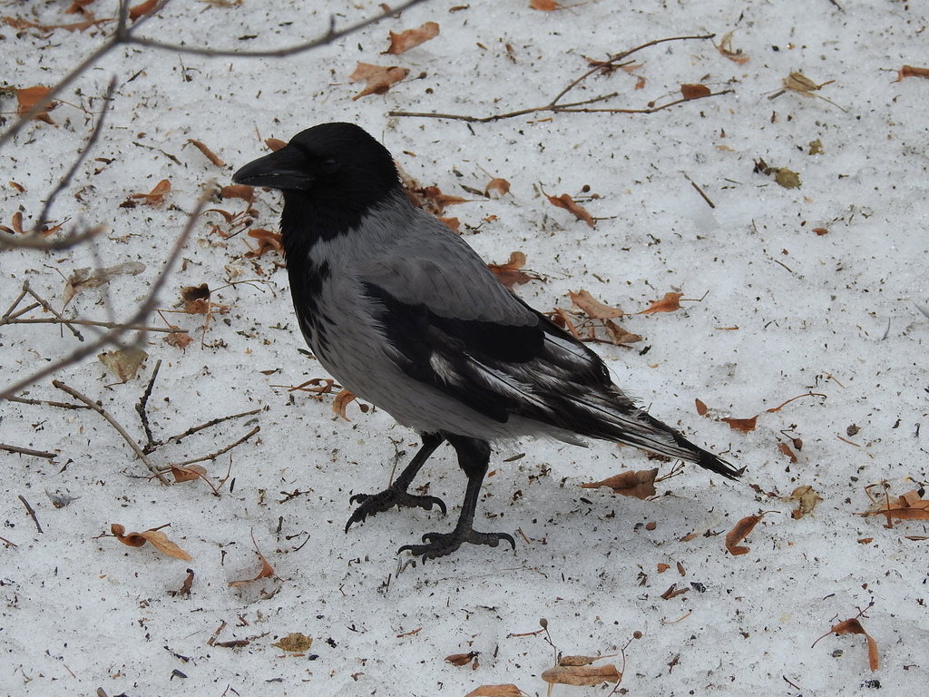Hooded Crow from Ekaterinburg gorsovet, Sverdlovsk, Russia on March 20 ...