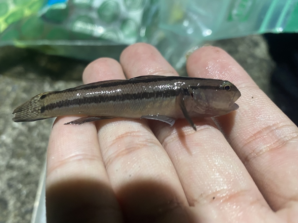 Chameleon Goby from Harris Street, 皮尔蒙特, NSW, AU on March 20, 2023 at ...
