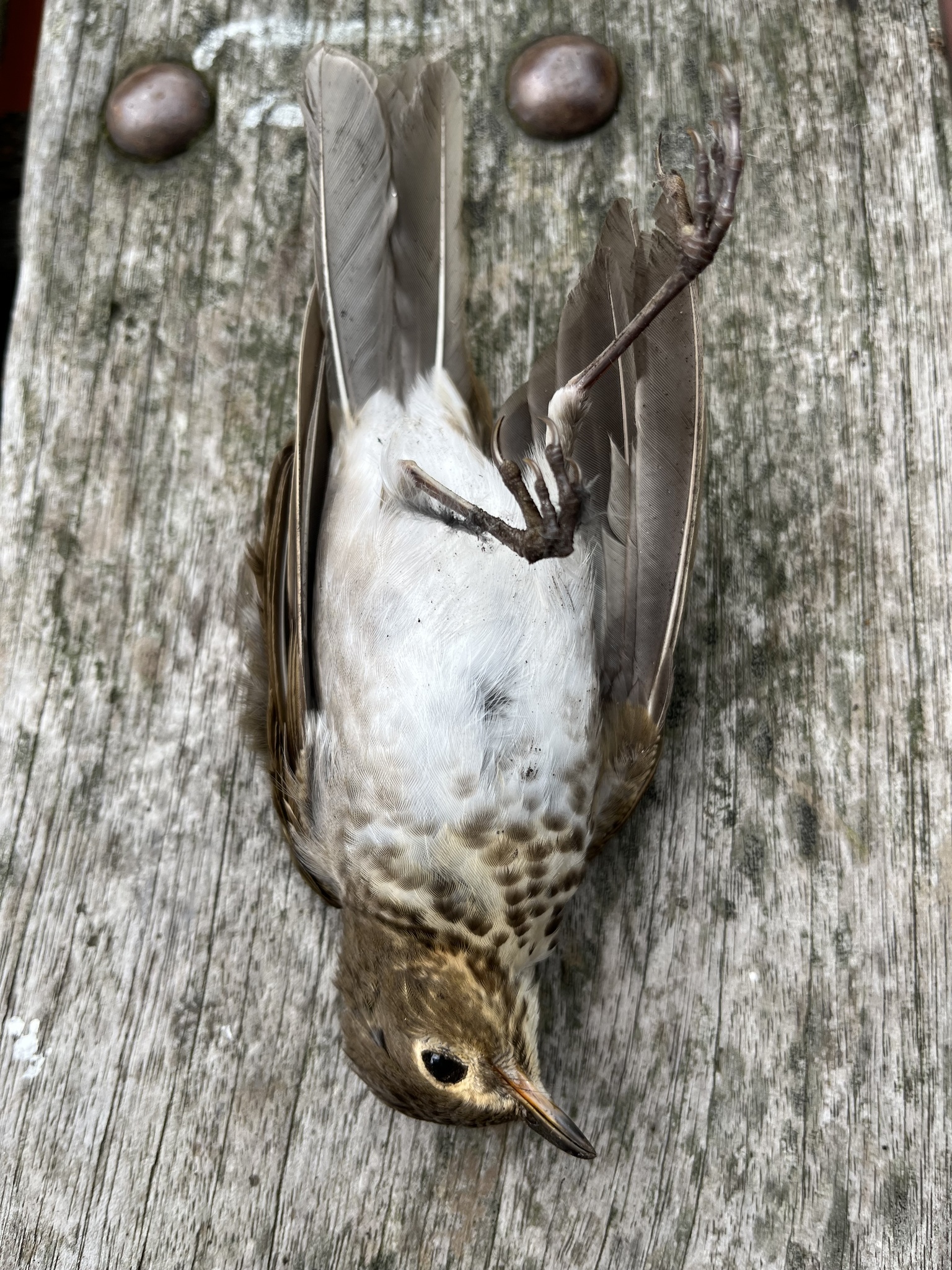 Catharus ustulatus (Nuttall, 1840)