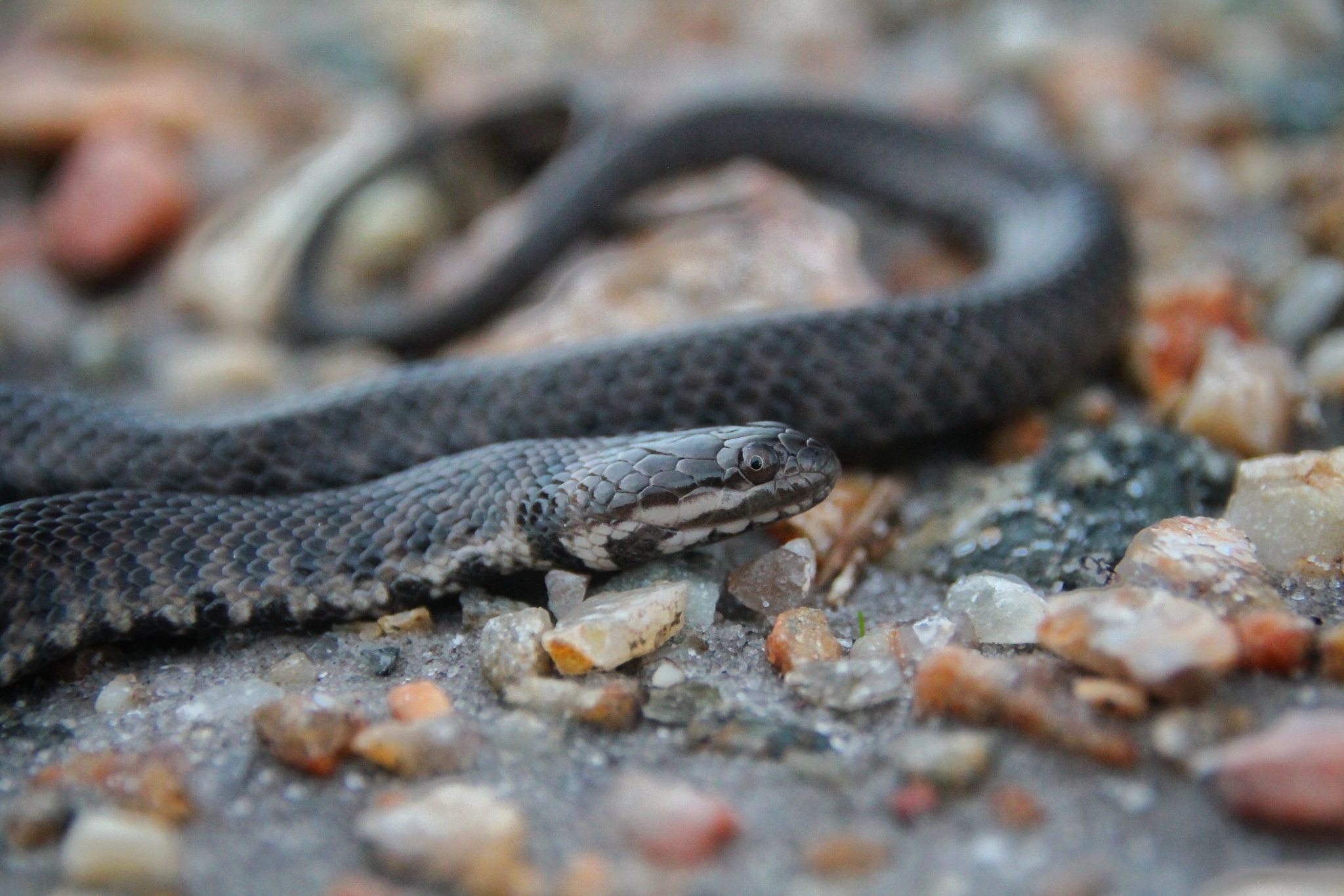 Helicops leopardinus (Schlegel, 1837)