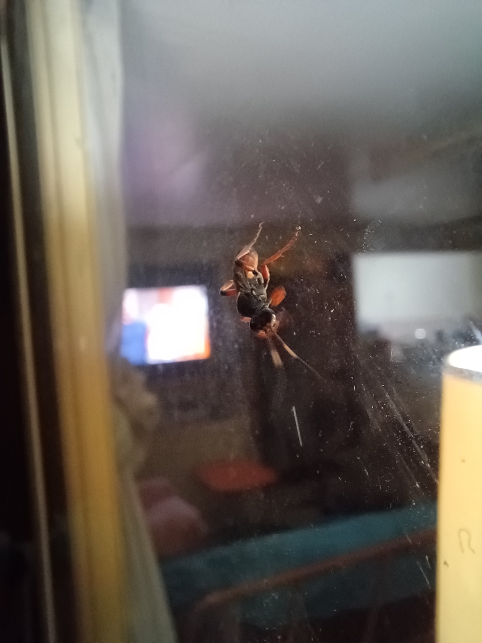 Ichneumon promissorius Erichson, 1842