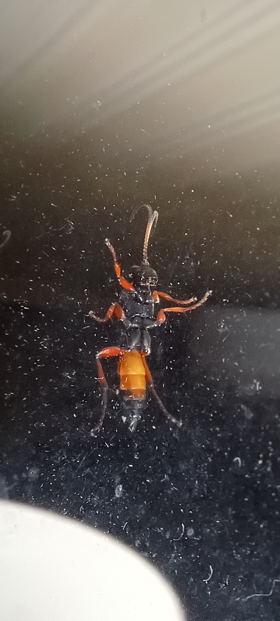 Ichneumon promissorius Erichson, 1842