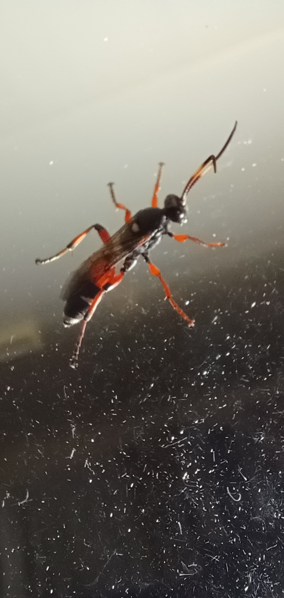 Ichneumon promissorius Erichson, 1842