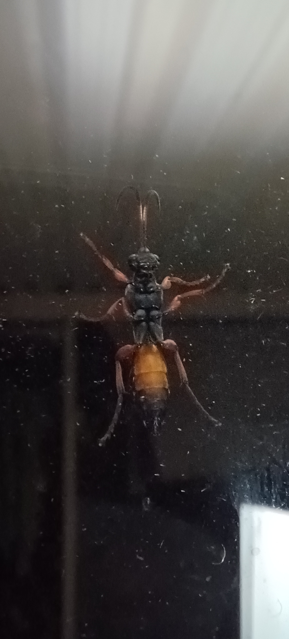 Ichneumon promissorius Erichson, 1842