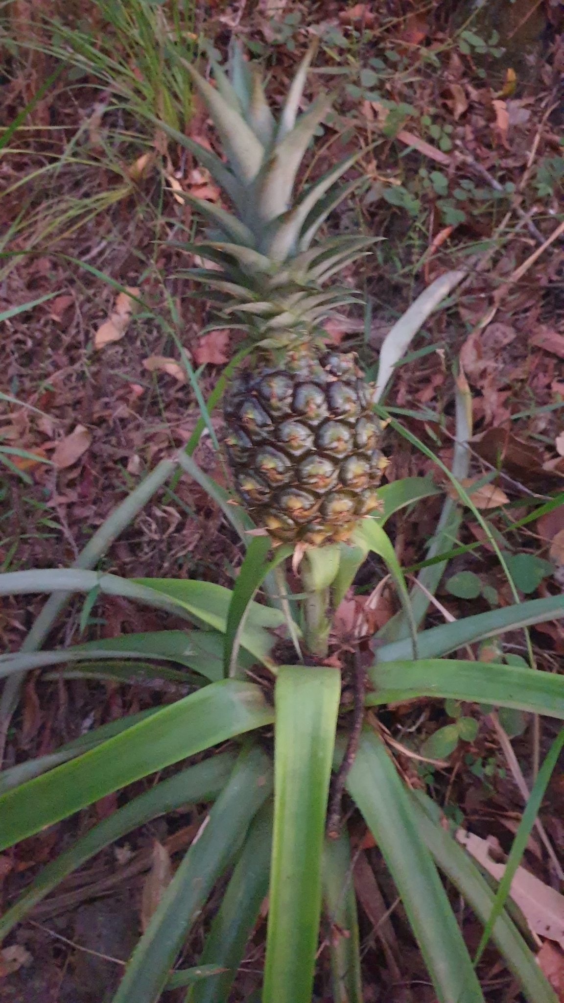 Ananas comosus (L.) Merr.