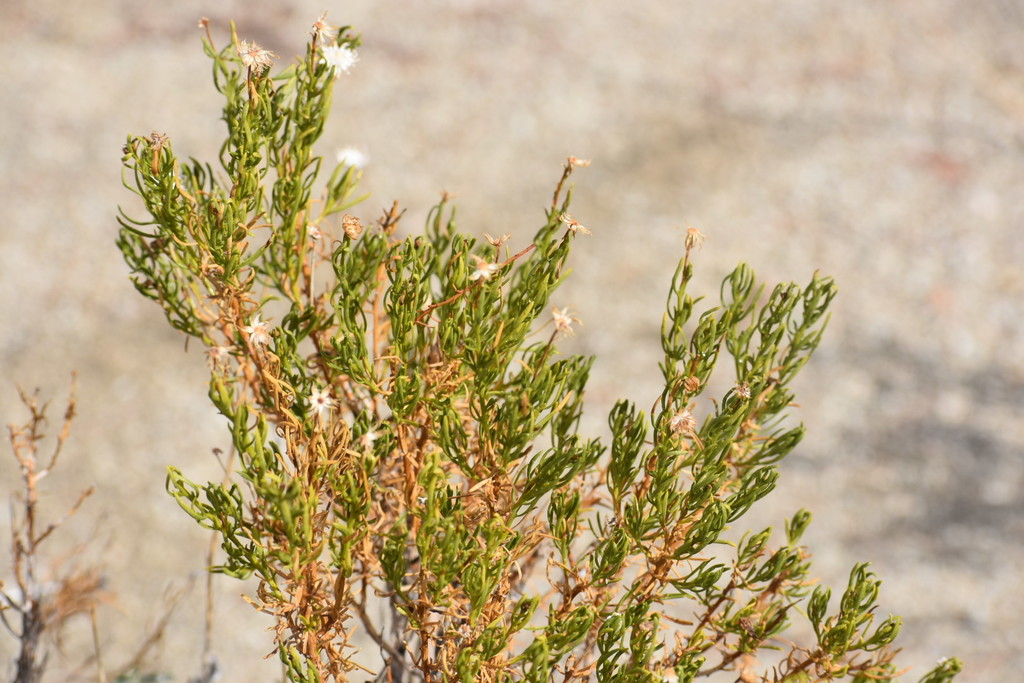 turpentine bush from San Bernardino National Forest, Riverside County ...