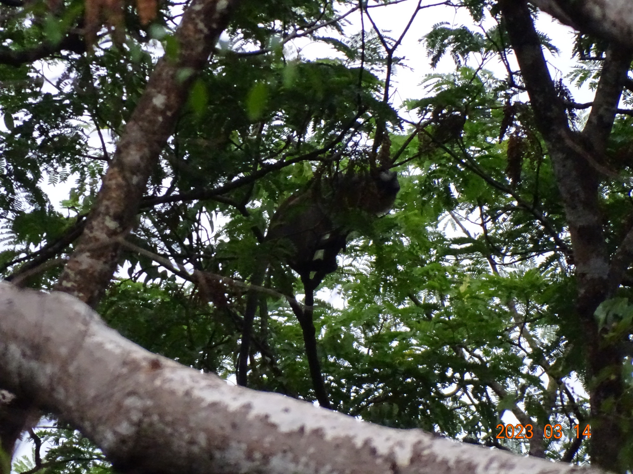 Cercopithecus pogonias Bennett, 1833