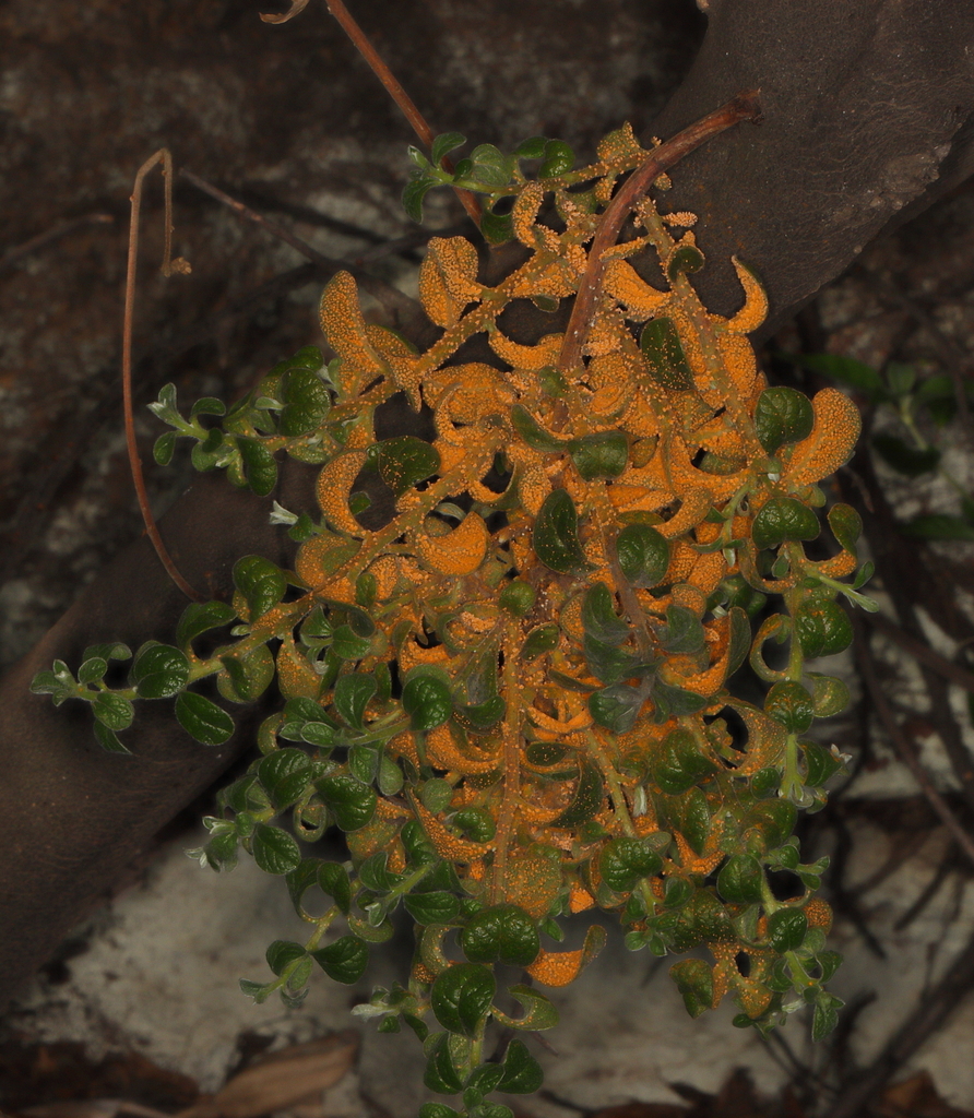 Aecidium diospyri from Jordaanpark, Heidelberg - GP, 1441, South Africa ...
