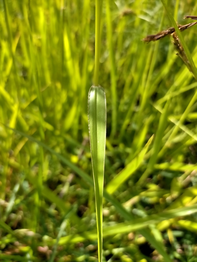 Bread Grass from District de Betafo, Madagascar on March 20, 2023 at 09 ...