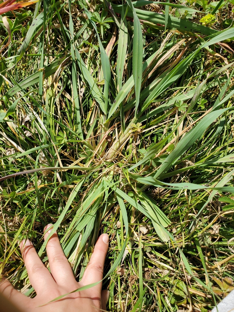 Pooideae from Malbosc, Montpellier, France on March 20, 2023 at 02:34 ...