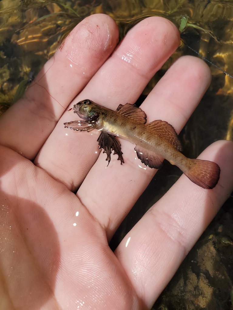 Tessellated Darter from Albemarle, NC 28001, USA on March 19, 2023 at ...