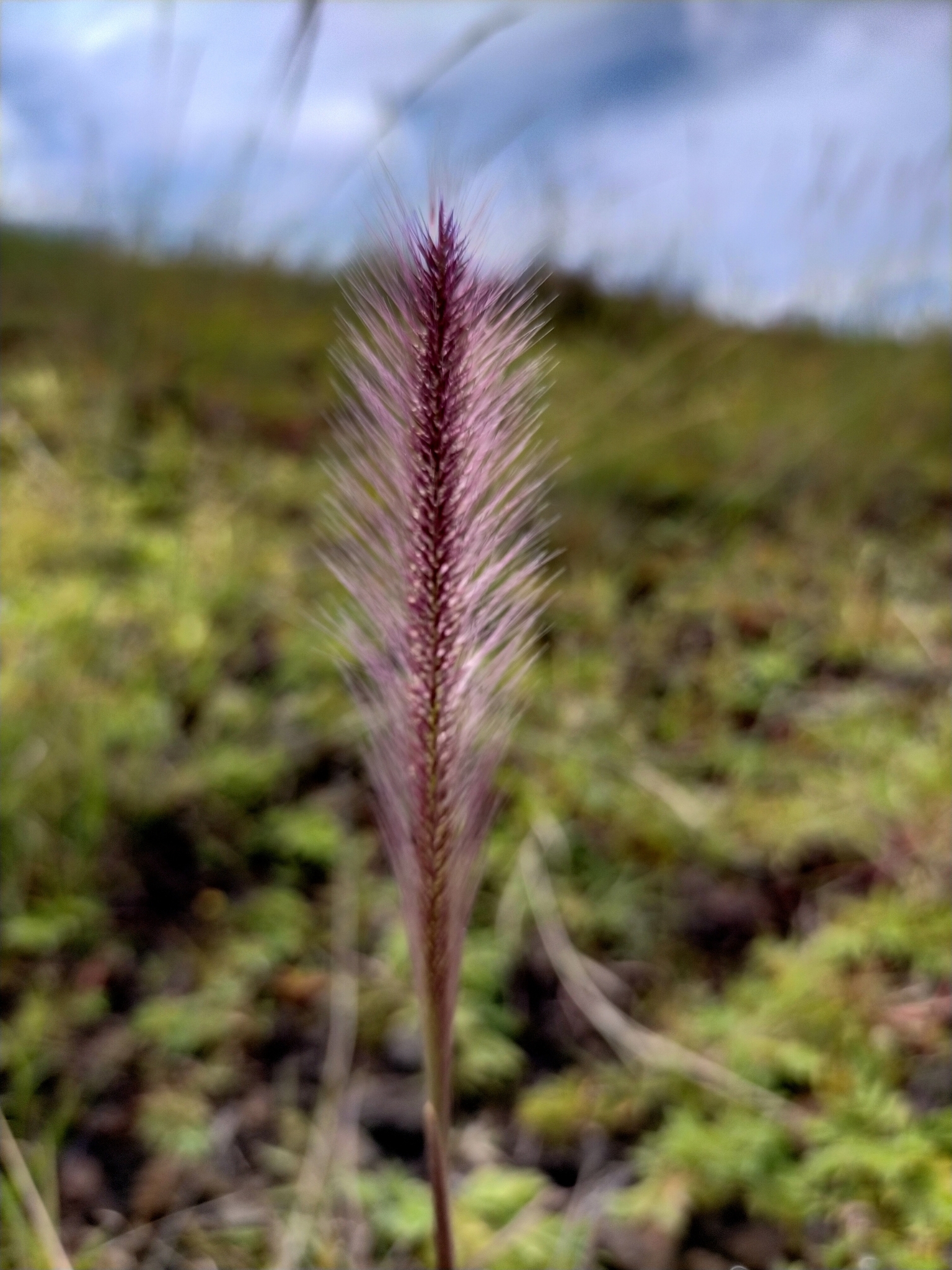 Perotis patens Gand.