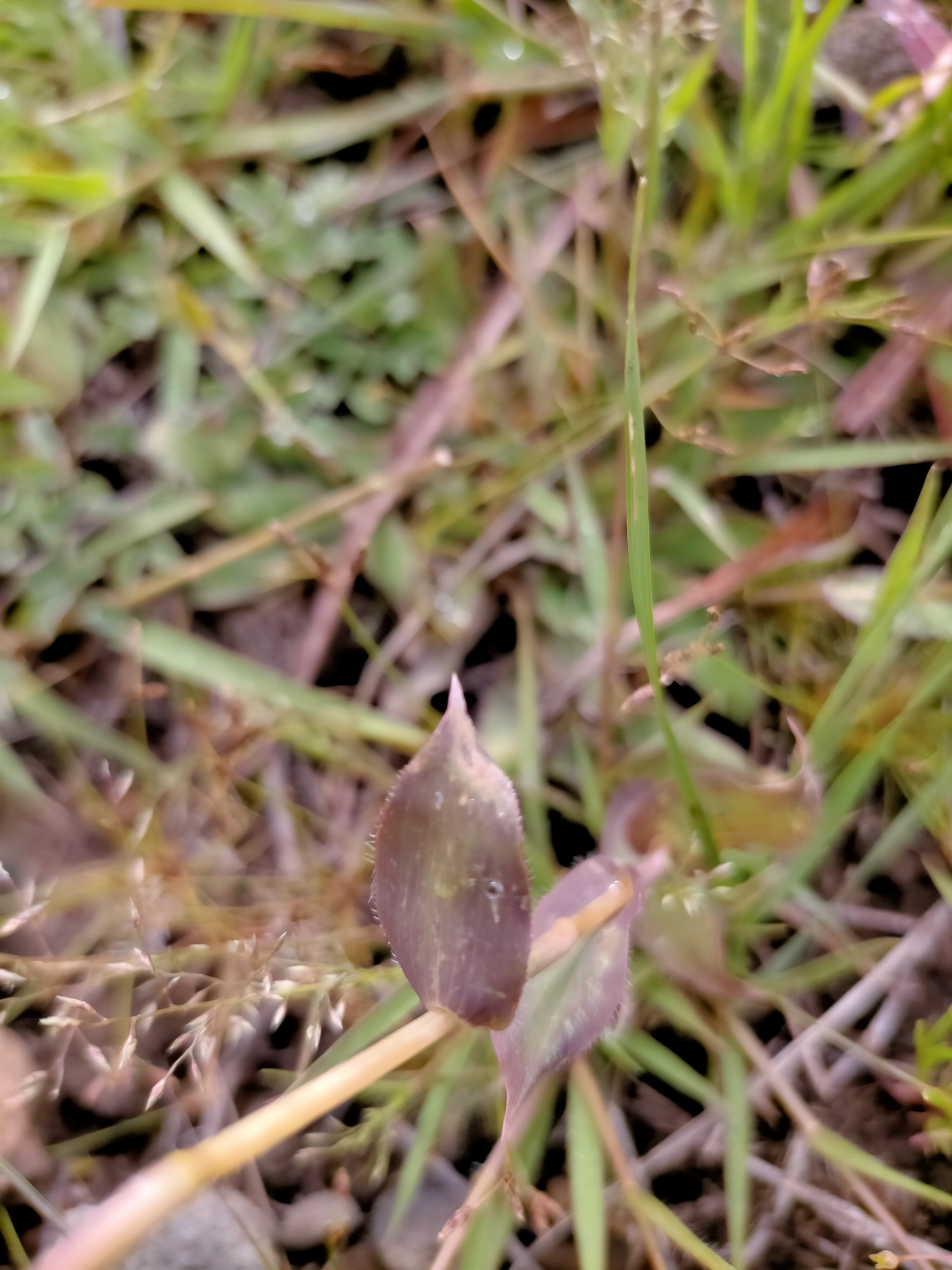 Perotis patens Gand.