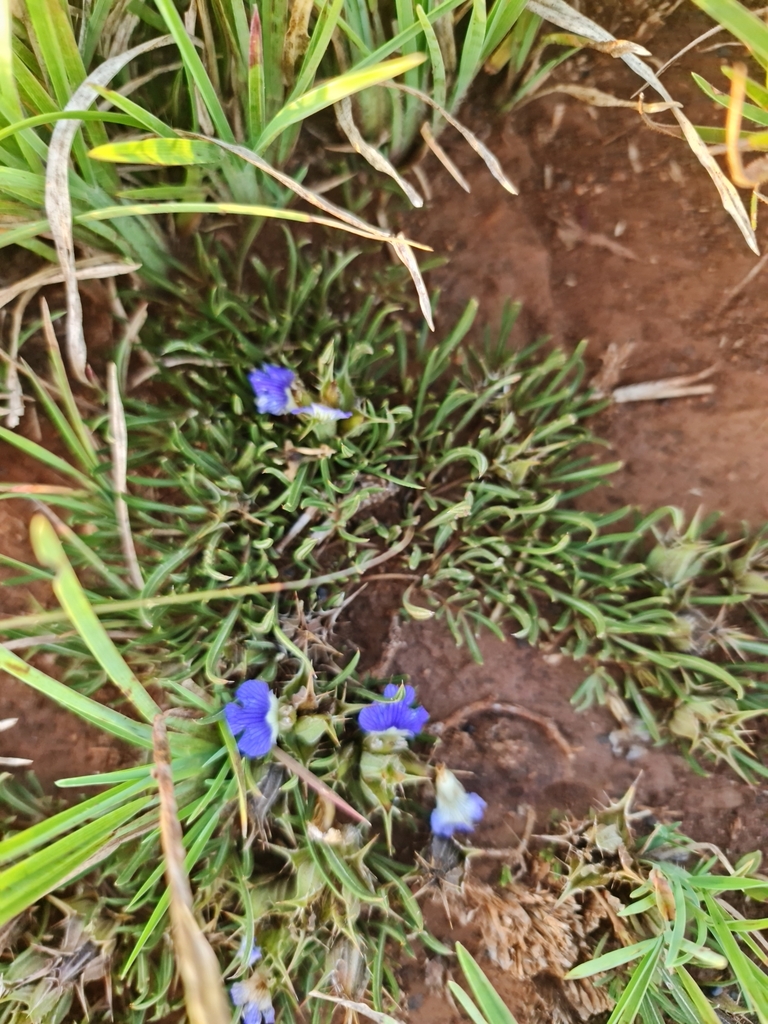 Blepharis angusta from Merafong City Local Municipality, South Africa ...