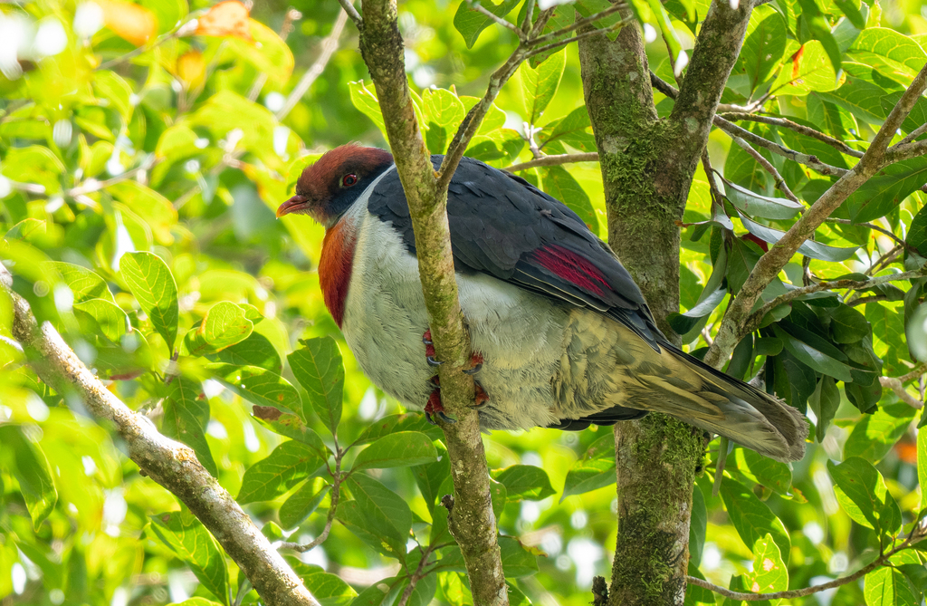 Flame-breasted Fruit-Dove in February 2023 by Forest Botial-Jarvis ...