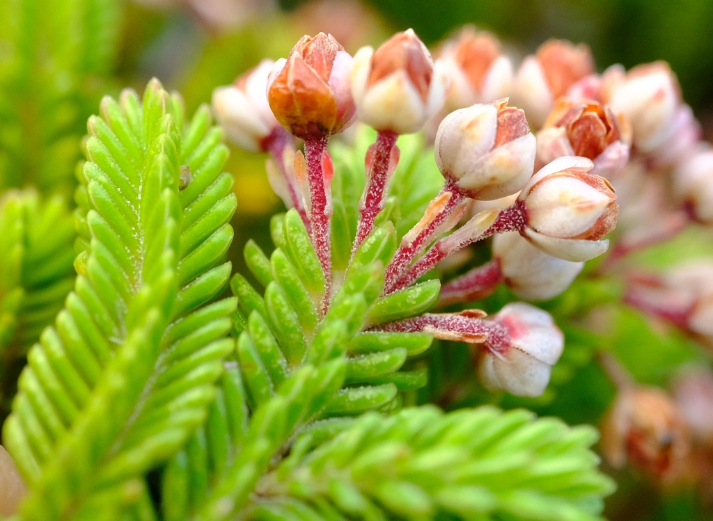 Erica stokoei from Overberg District Municipality, South Africa on ...