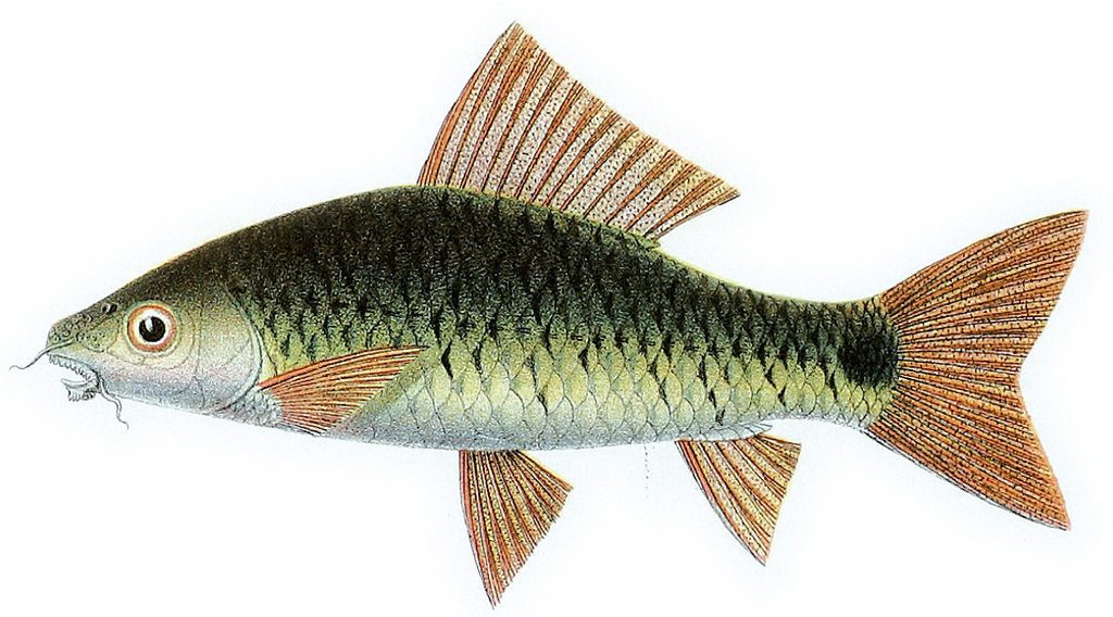 (Osteochilus spilurus) - Marine Life Identification