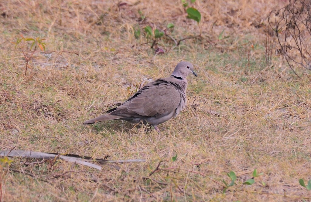 Eurasian Collared-Dove from Andhra Pradesh, India on December 23, 2022 ...