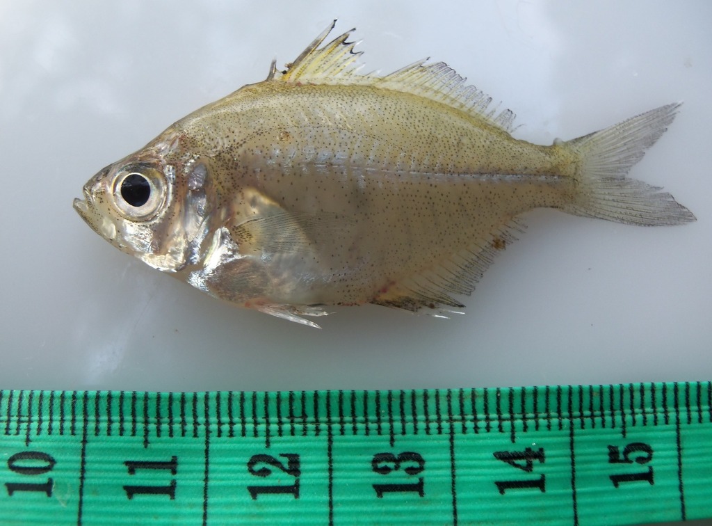 Siamese glassfish (Chanda siamensis) - Marine Life Identification
