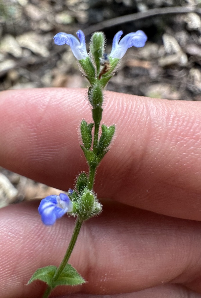 West Indian sage in February 2023 by Matt Reala · iNaturalist
