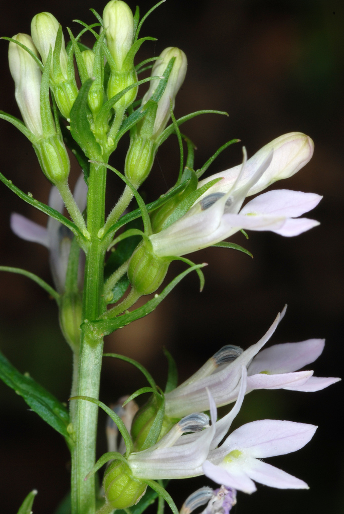Indian tobacco (Lobelia inflata) - Botanical Realm