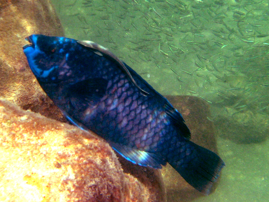 Midnight Parrotfish from Miami-Dade County, FL, USA on August 08, 2007 ...