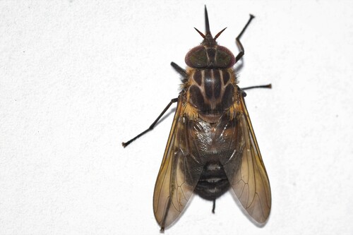 Scione costaricana · iNaturalist