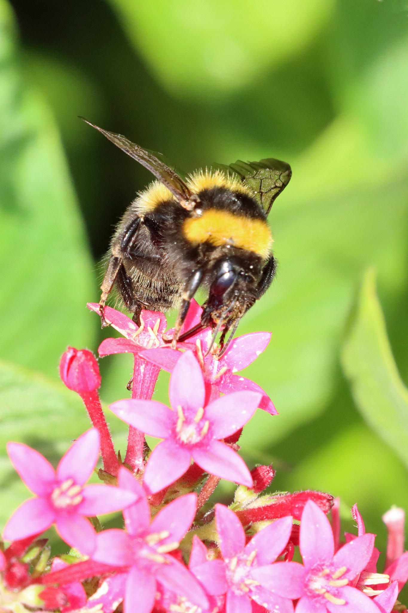 Bombus ruderatus (Fabricius, 1775)