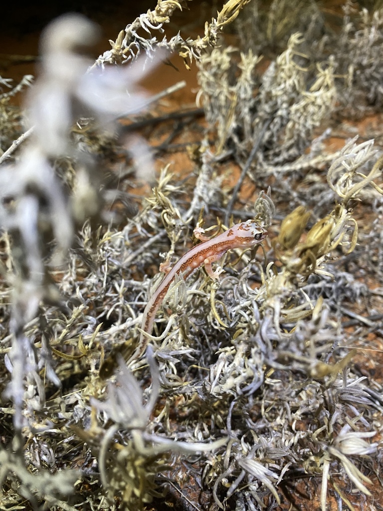 Beaded Gecko from Sturt National Park, Tibooburra, NSW, AU on March 21 ...