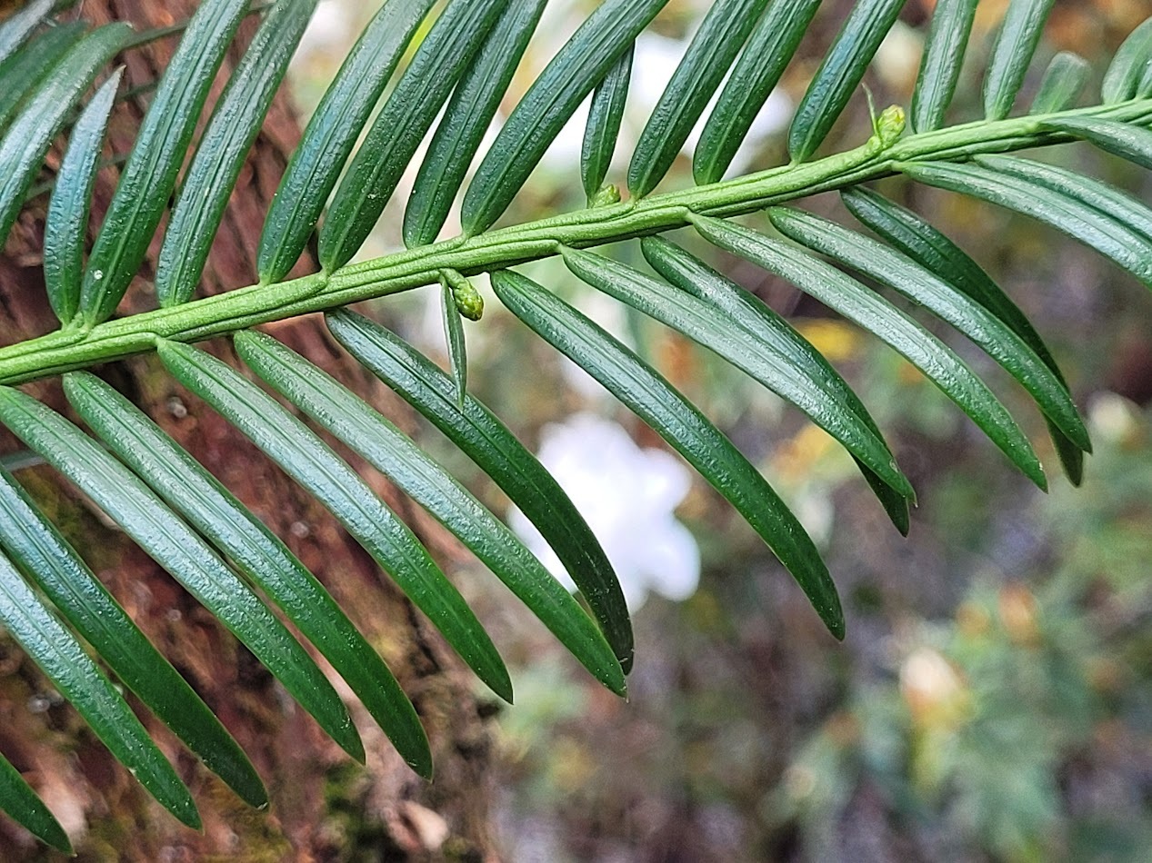 Cephalotaxus harringtonii (Knight ex J.Forbes) K.Koch