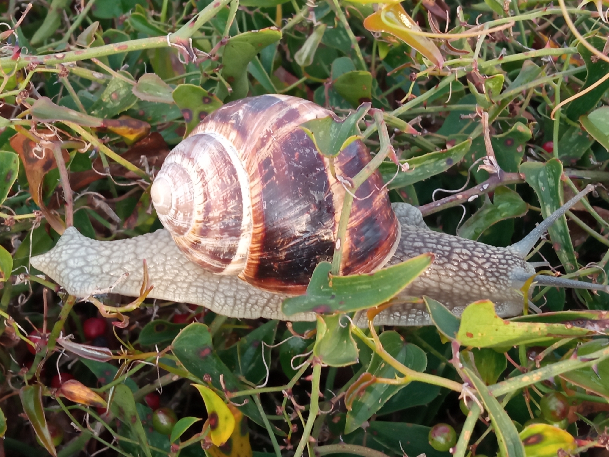 Helix cincta O.F.Müller, 1774