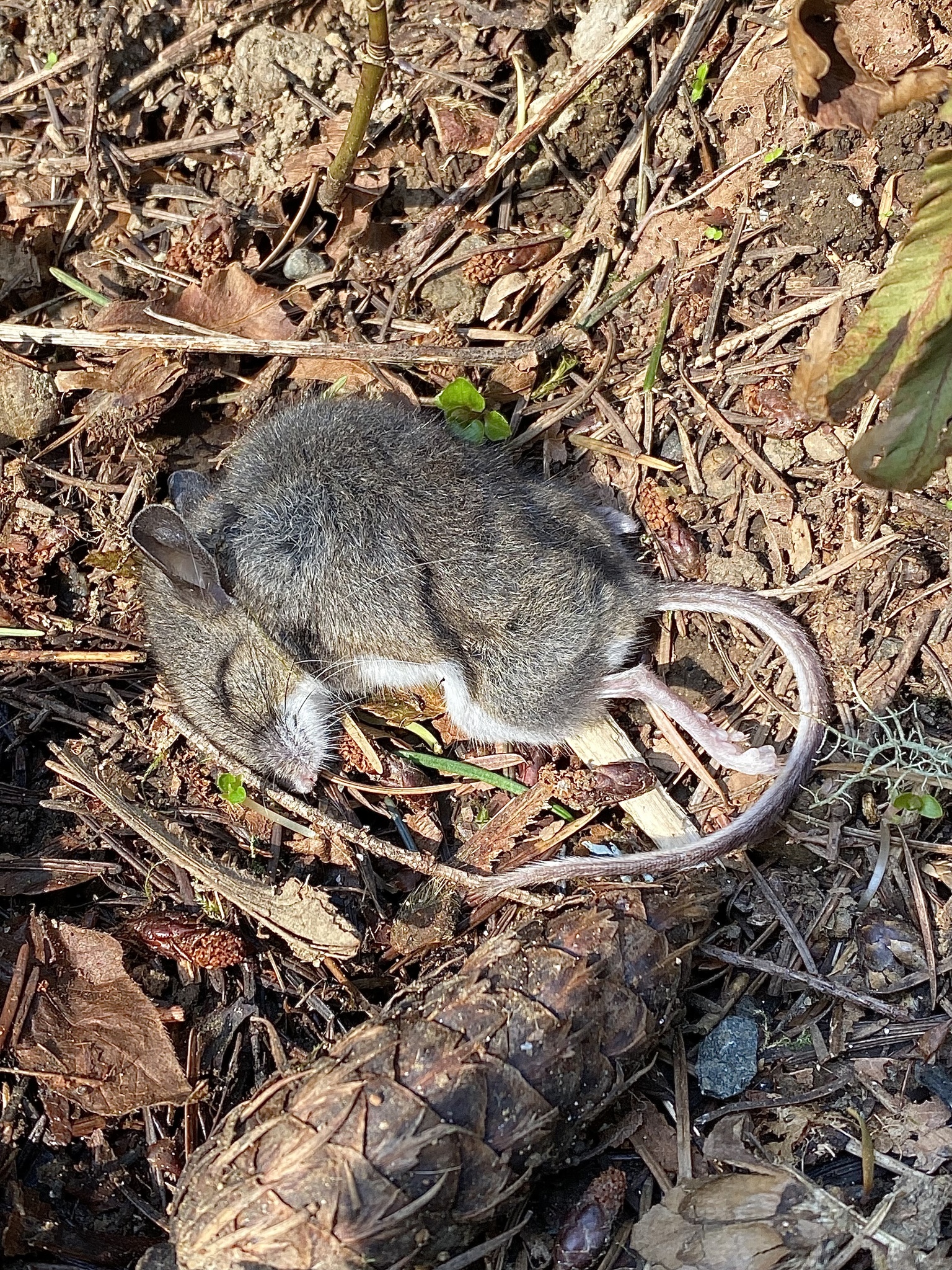Peromyscus sonoriensis (Le Conte, 1853)