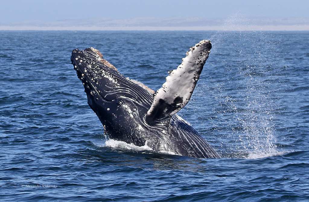 Even-toed Ungulates and Cetaceans (Artiodactyla) - Know Your Mammals