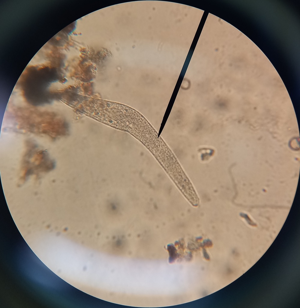 Spirostomum teres from Escola Secundária José Gomes Ferreira on March ...