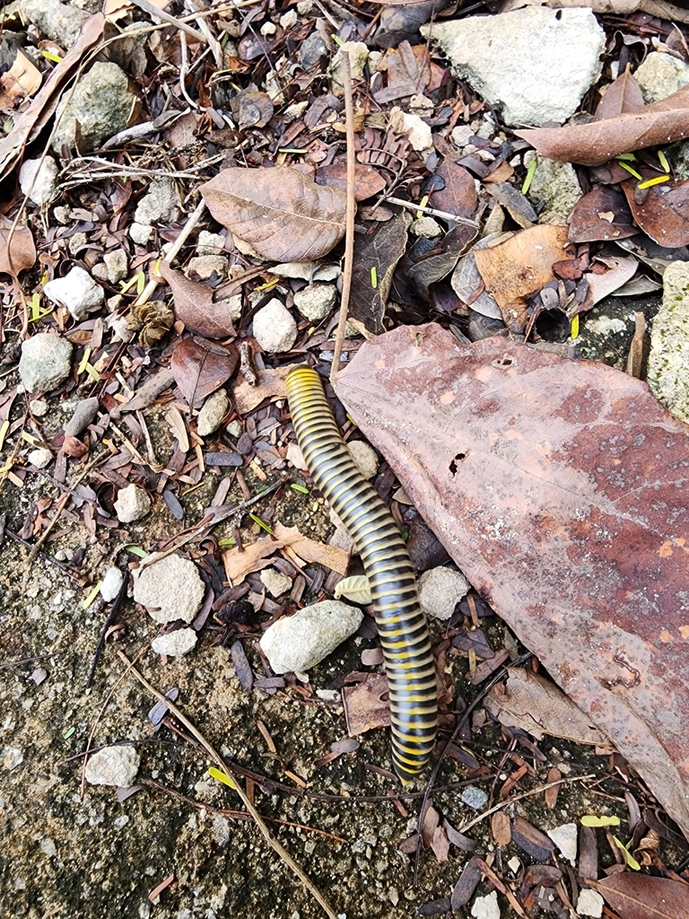 Bumblebee Millipede from Joaquín Zetina Gasca, Q.R., México on March 20 ...