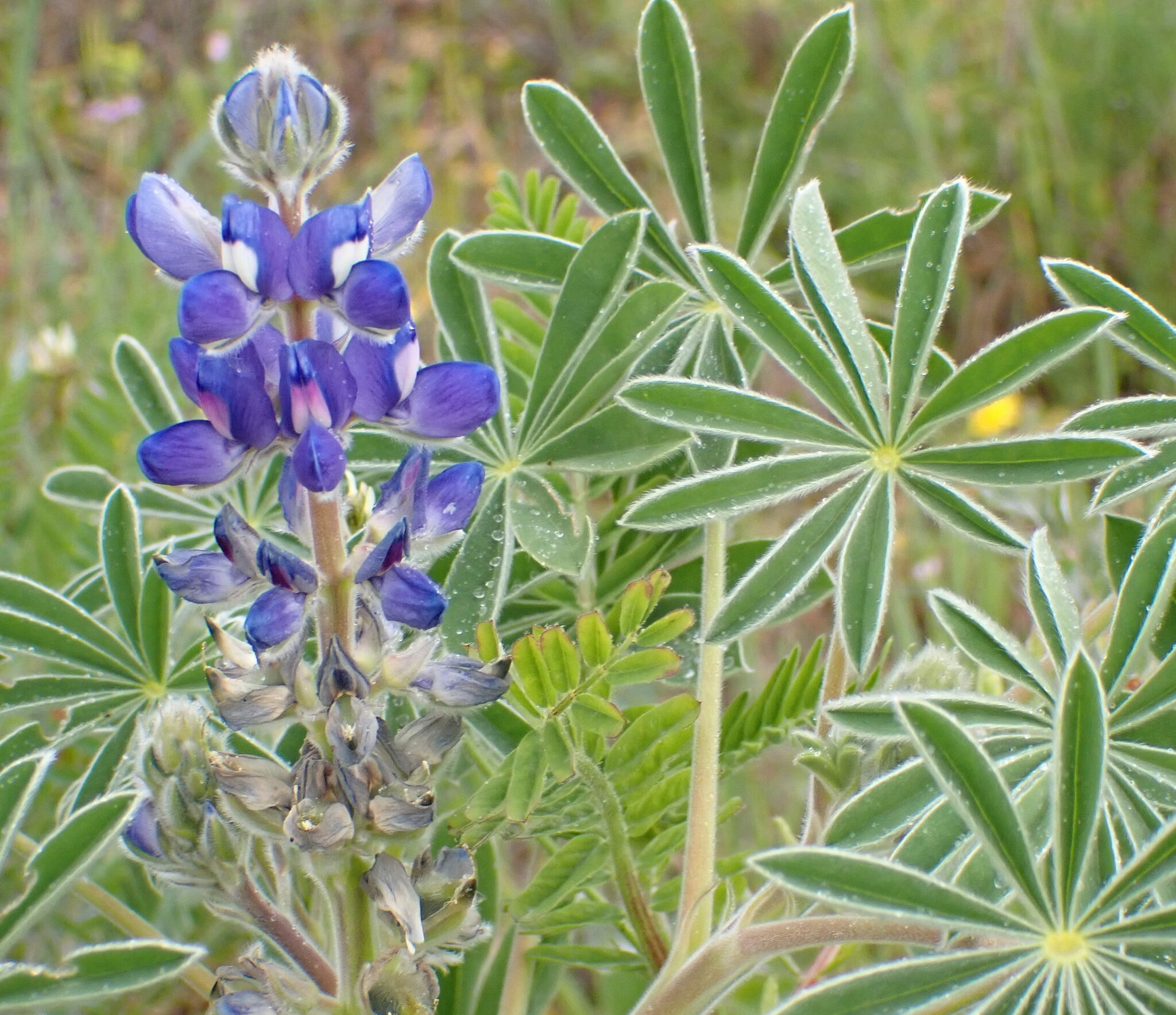 Lupinus cosentinii Guss.