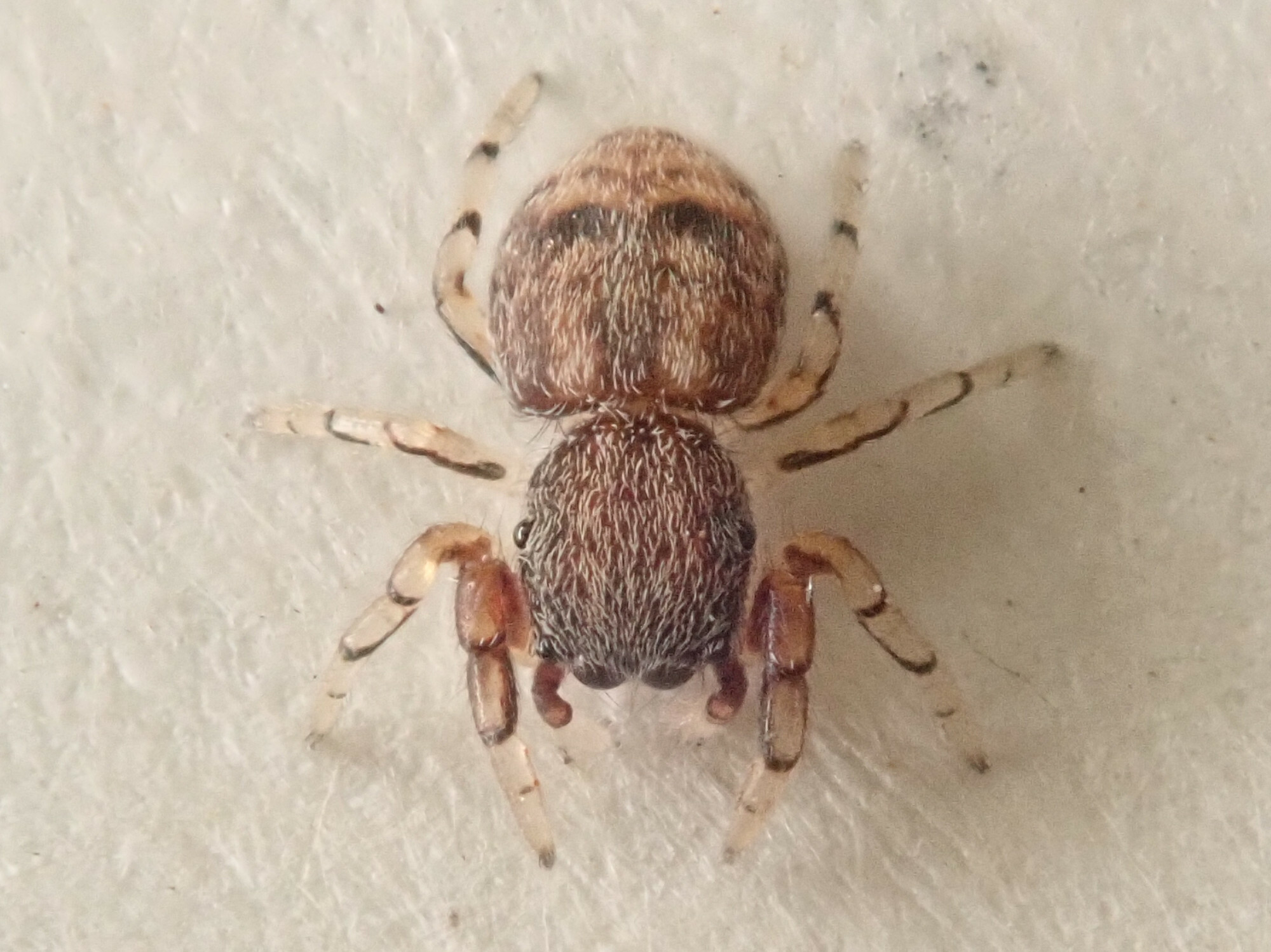 Ballus chalybeius (Walckenaer, 1802)