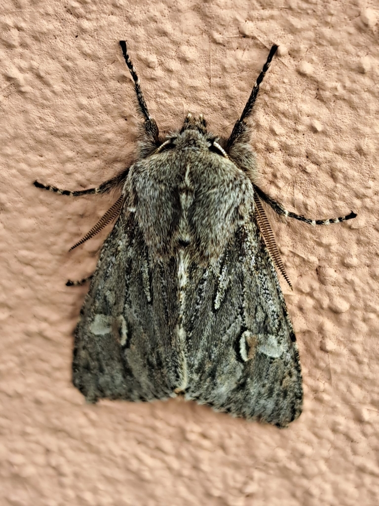 Rannoch Sprawler from Weiz Wegscheide, 8160 Weiz, Österreich on March ...