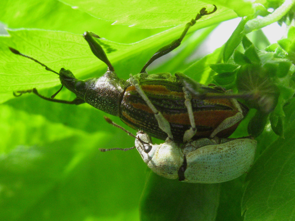 Broad-nosed Weevils from Kendall, FL, USA on September 04, 2011 at 09: ...