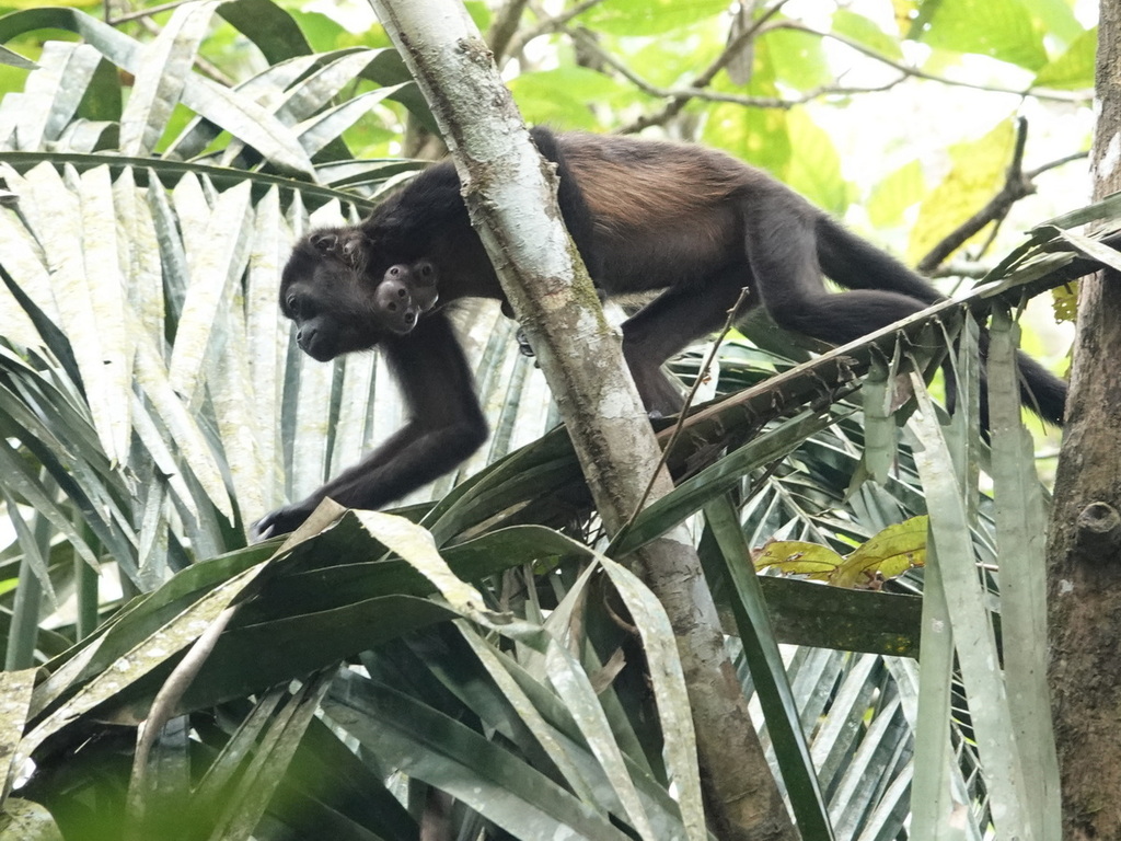 Mantled Howler Monkey from Colón District, Panama on February 16, 2023 ...