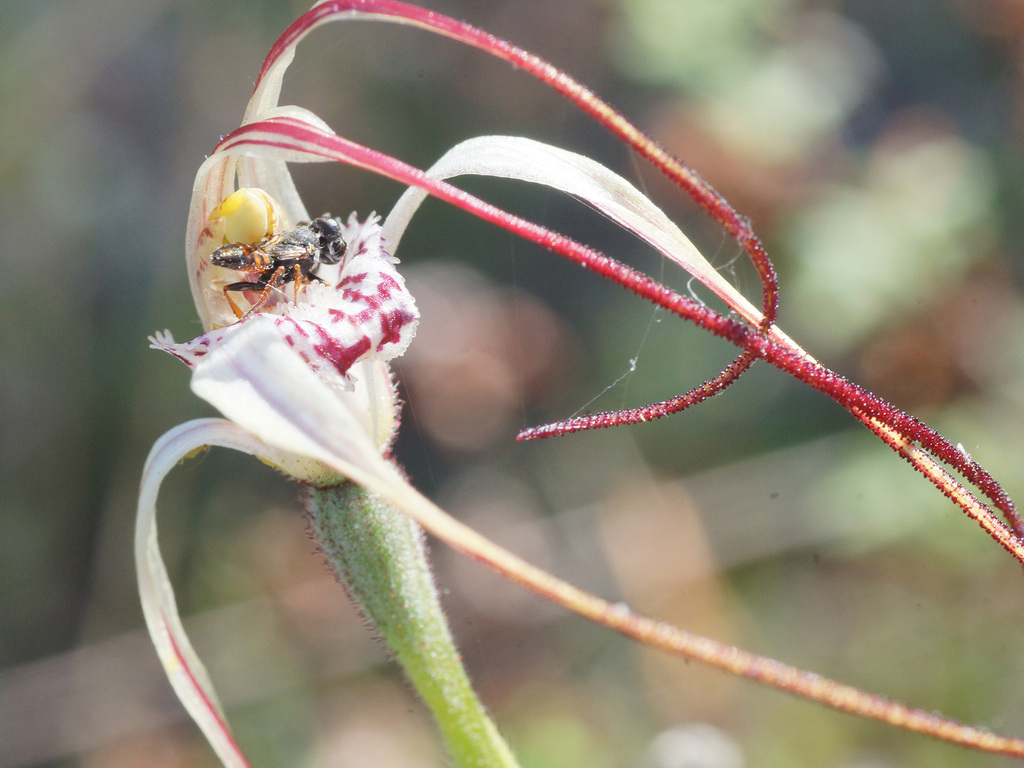 Chameleon Spider Orchid from Hyden Western Australia 6359, Australien ...