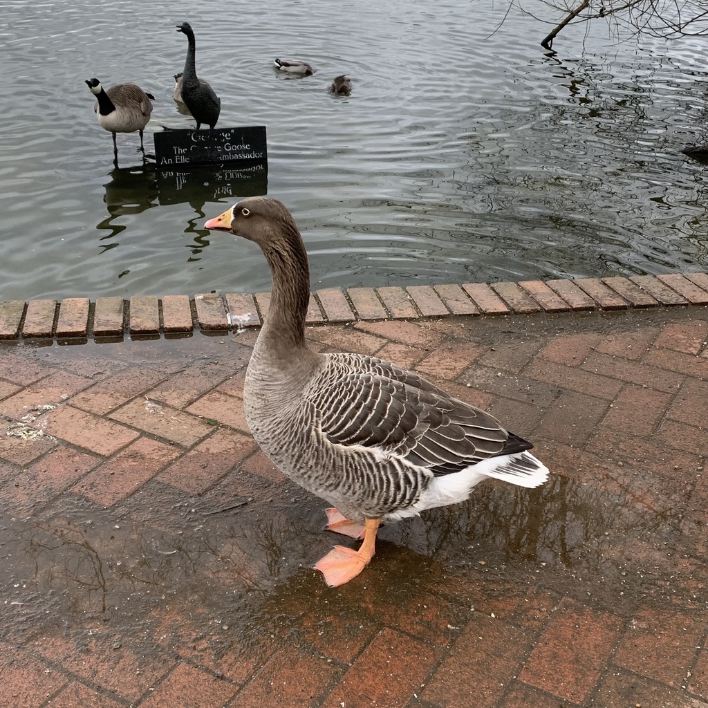 Greylag Goose from The Mere in Ellesmere, Ellesmere, England, GB on ...