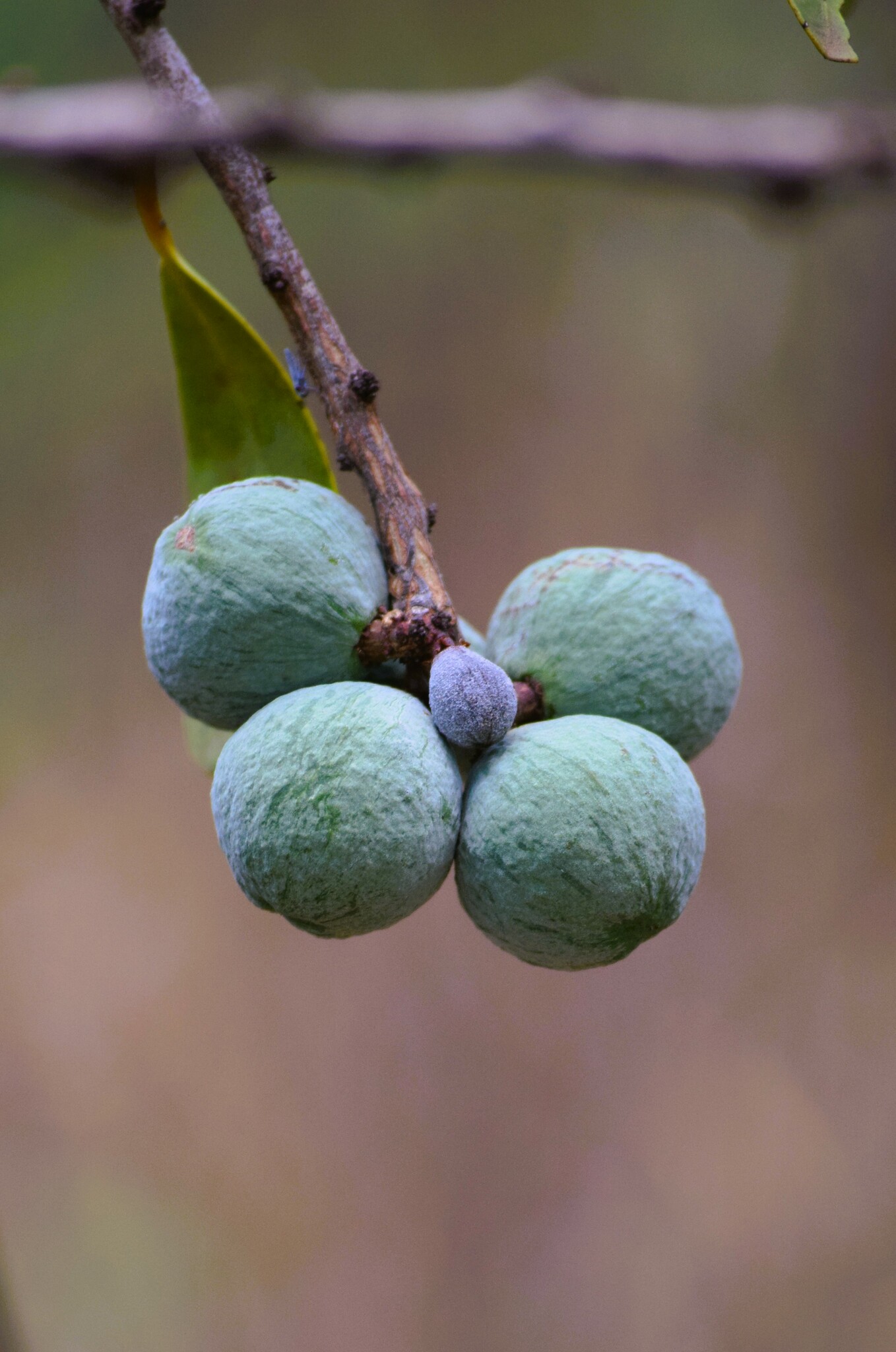 Salacia crassifolia (Mart.) G.Don
