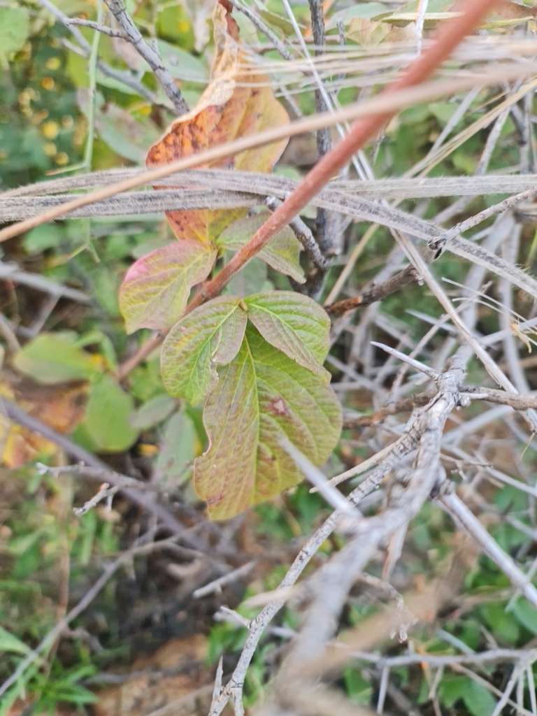 Velvet Bushwillow from Merafong City Local Municipality, South Africa ...