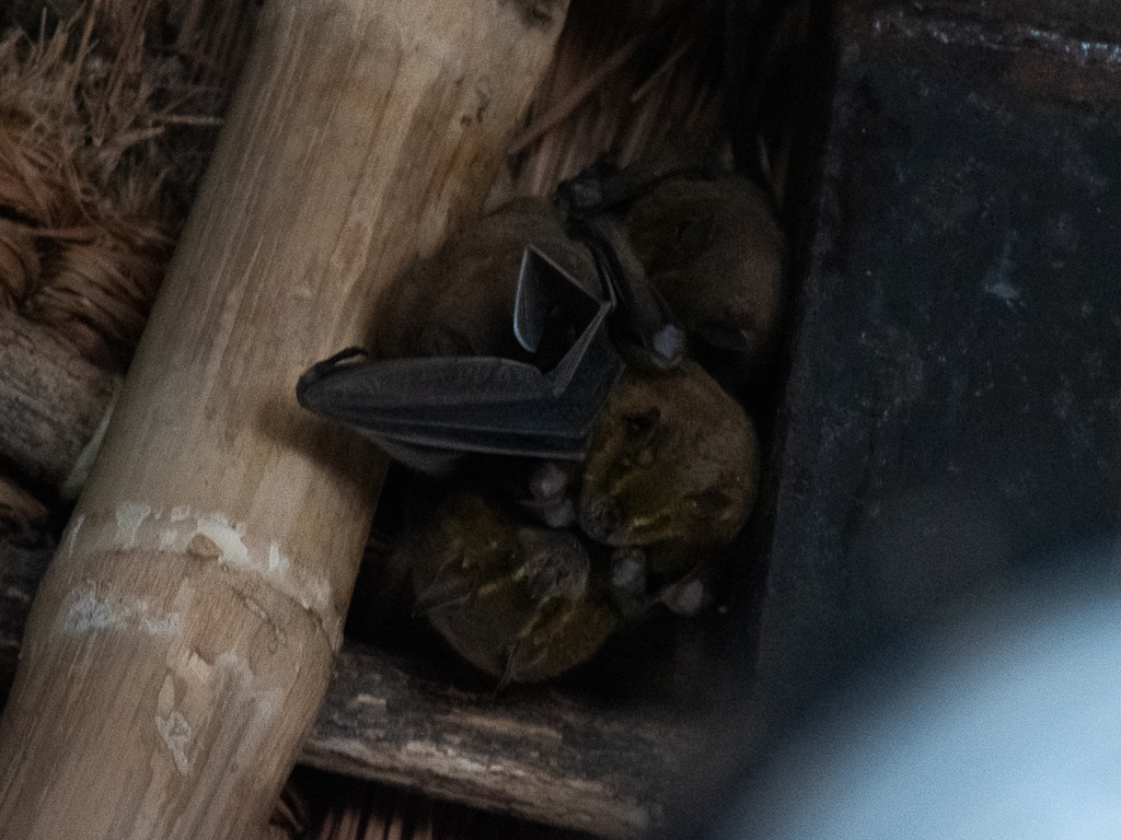 Great Fruit-eating Bat from Villas del Rio, 79070 Cd Valles, S.L.P ...