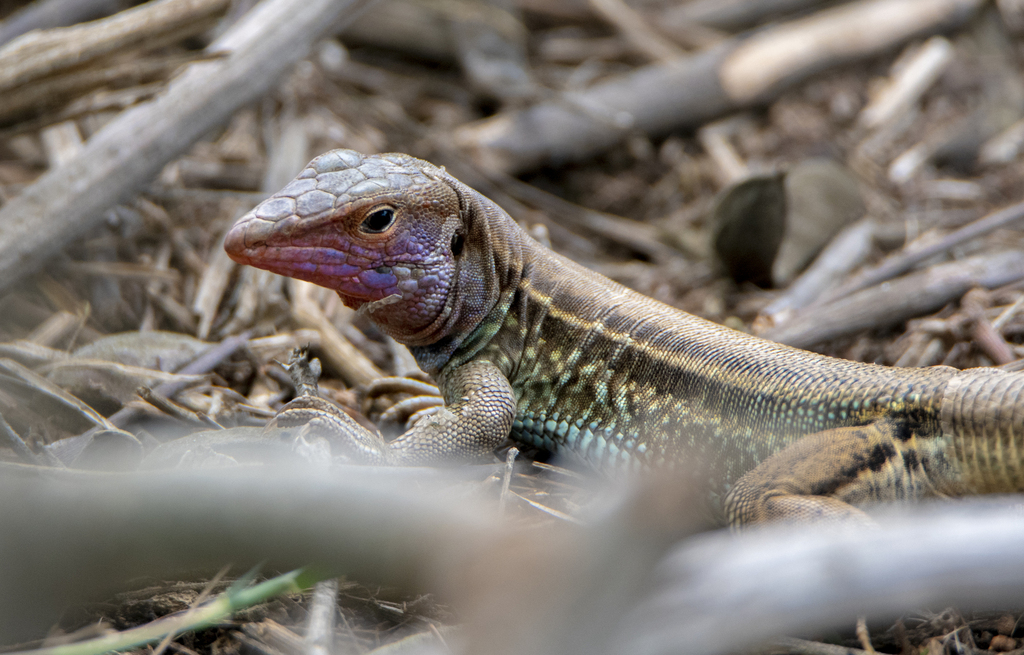 Ecuador Desert Tegu from Arboreto Caral, Lima, Perú on March 18, 2023 ...