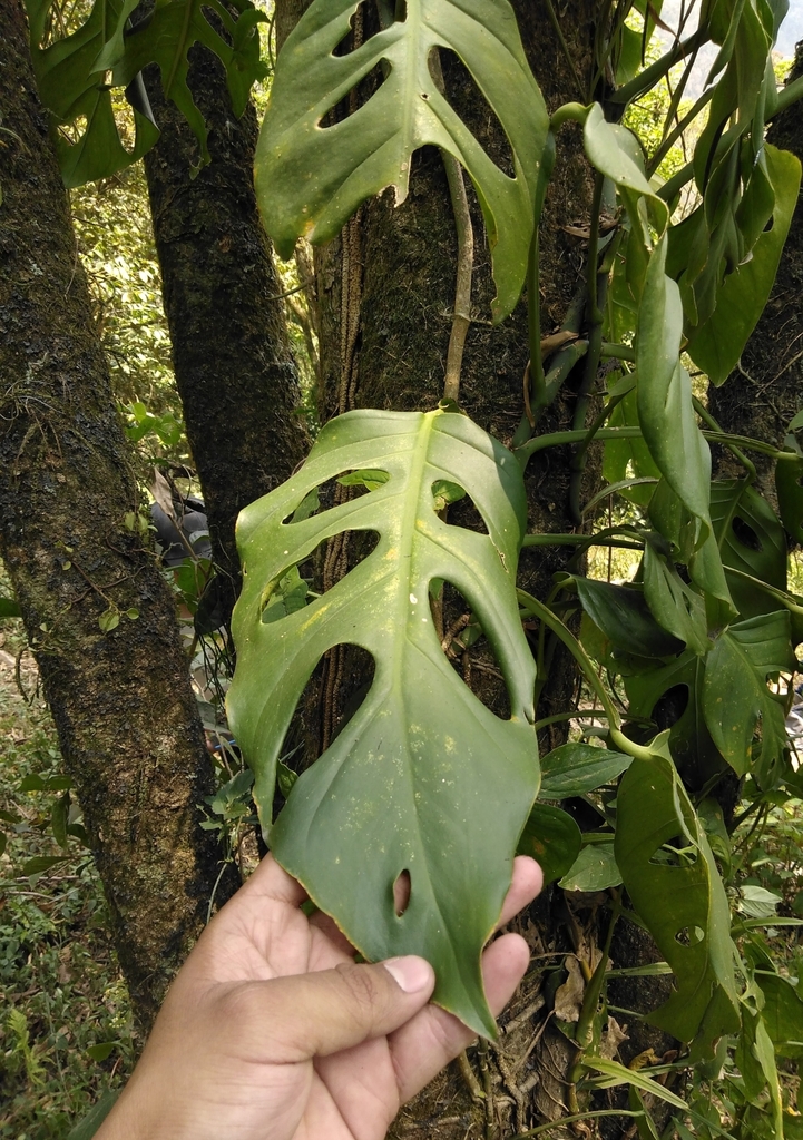 Monstera acuminata from 94458 Ver., México on March 11, 2023 at 01:02 ...