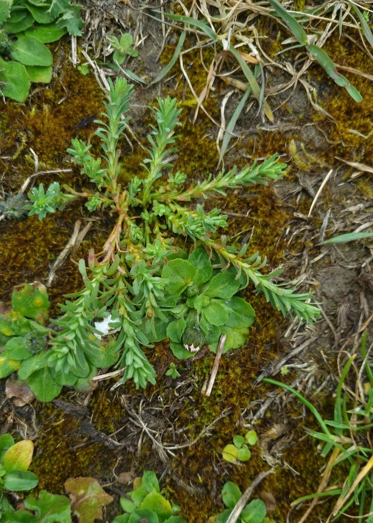 Dwarf Spurge from Windsor SL4, UK on 20 March, 2023 at 03:28 PM by Milo ...